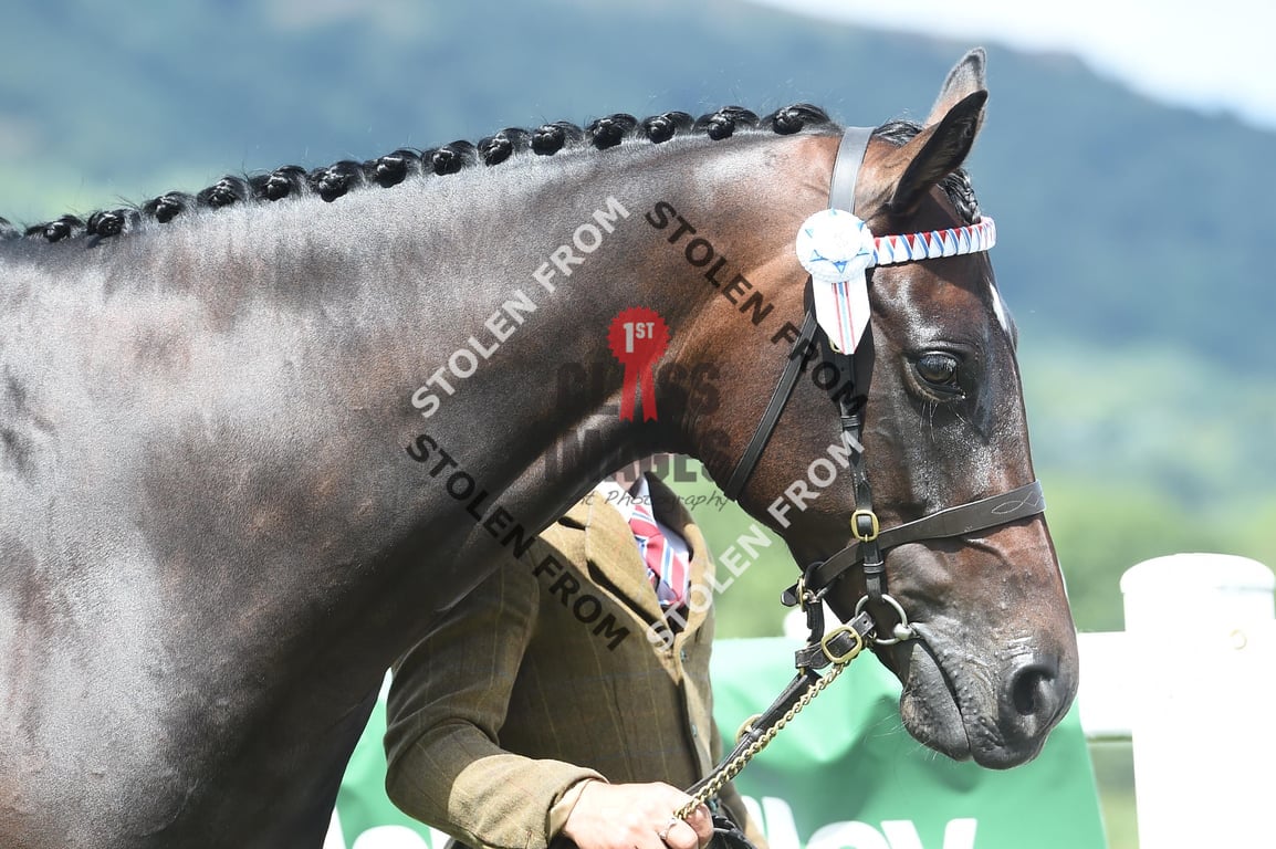 A87_7544 2024 - 1st Class Images